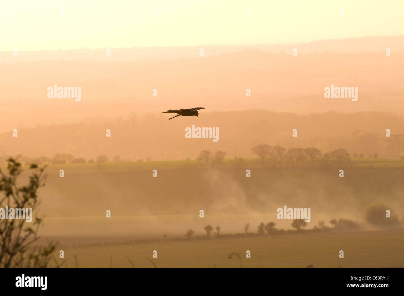 Flying Red kite with sunset background Stock Photo - Alamy