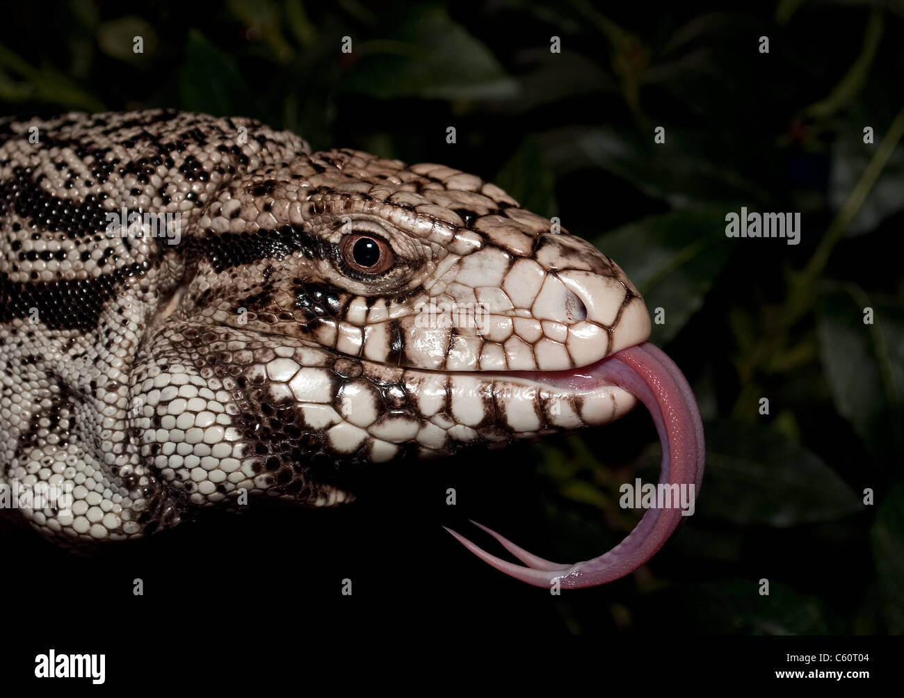 Tegu with curly tongue Stock Photo - Alamy