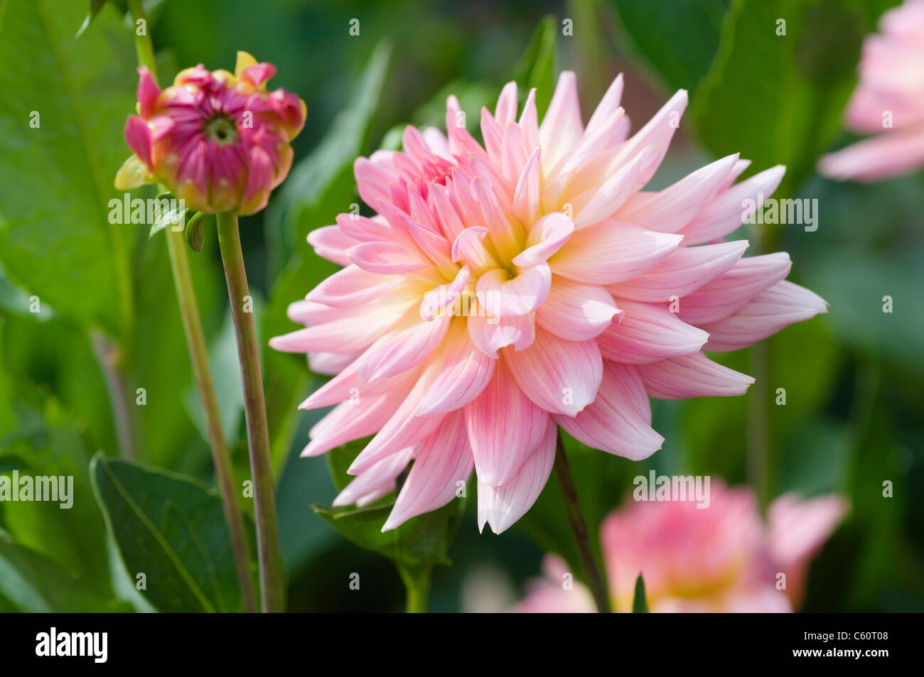 DAHLIA MELODY GYPSY Stock Photo - Alamy