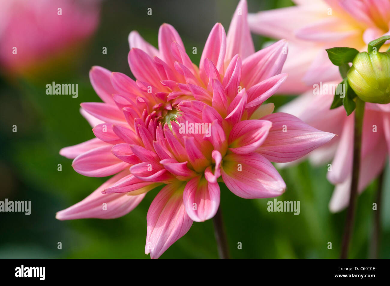 DAHLIA MELODY GYPSY Stock Photo - Alamy