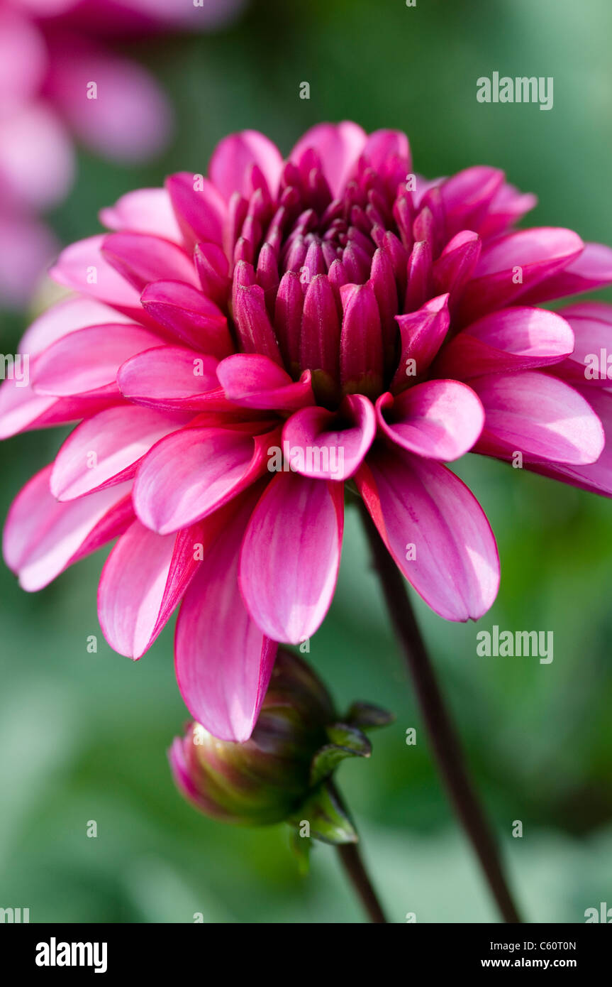 DAHLIA RUBY MURRAY Stock Photo - Alamy