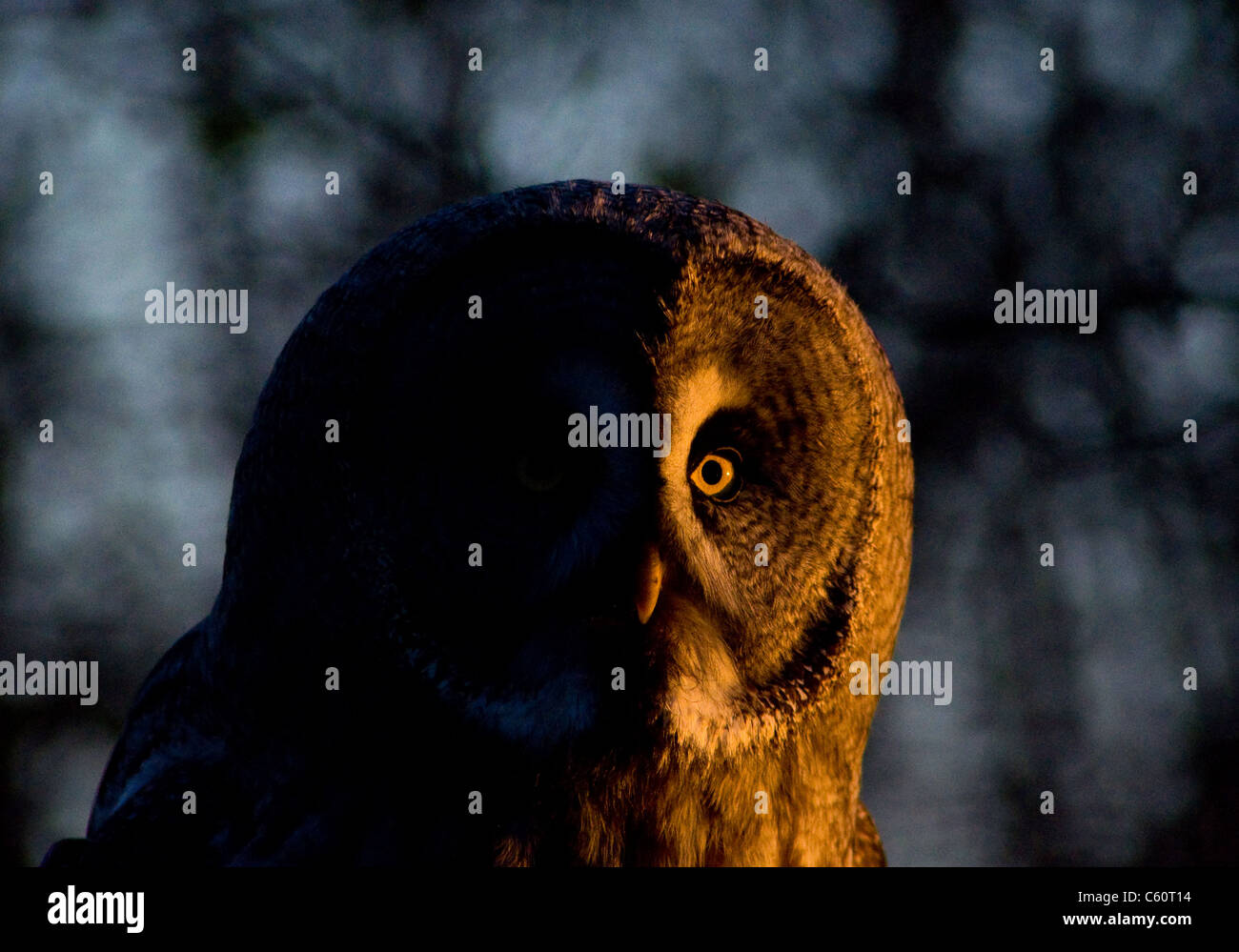 Owl in moonlight Stock Photo - Alamy