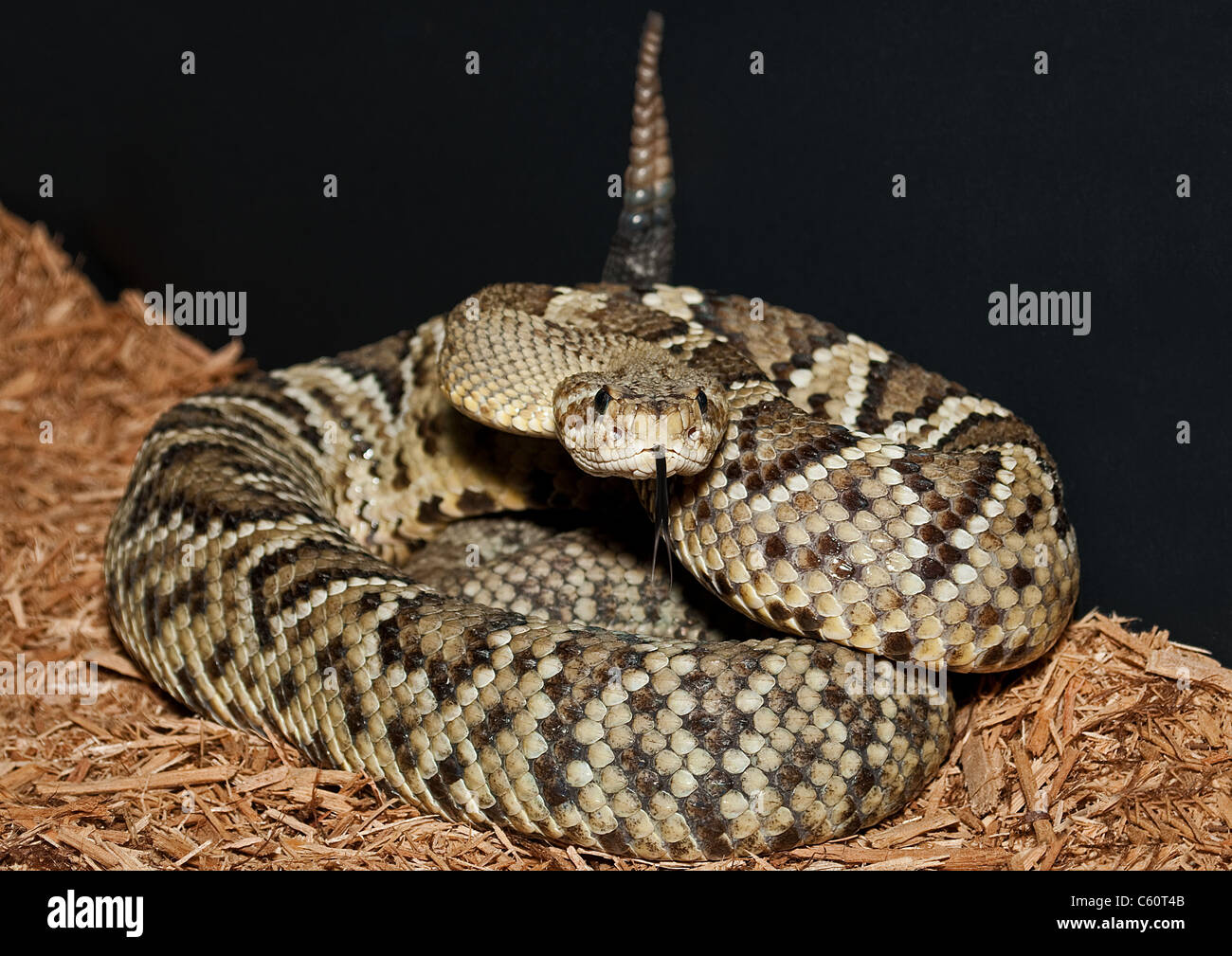 Poisonous mexican green rattler hi-res stock photography and images - Alamy