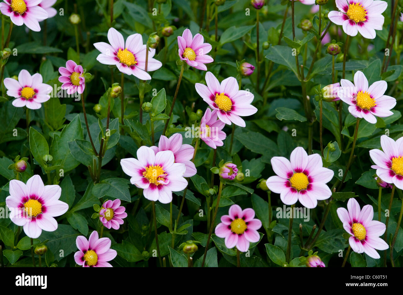 DAHLIA EXOTIC DWARF Stock Photo - Alamy