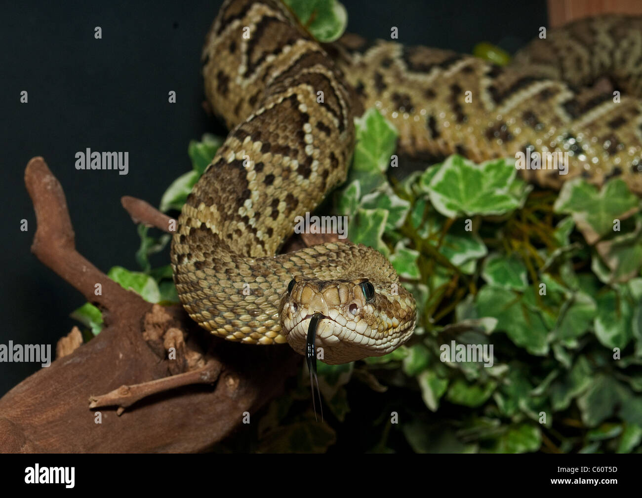 Mexican Viper High Resolution Stock Photography and Images - Alamy