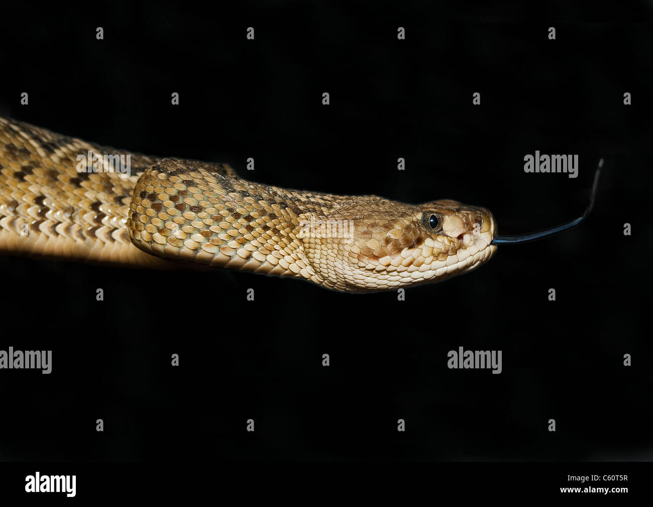 Mexican green rattler hi-res stock photography and images - Alamy