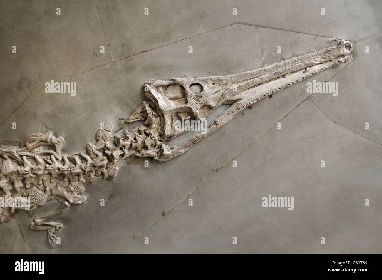 Teleosaur crocodylomorph fossil, Mystriosaurus bollensis, preserved on ...