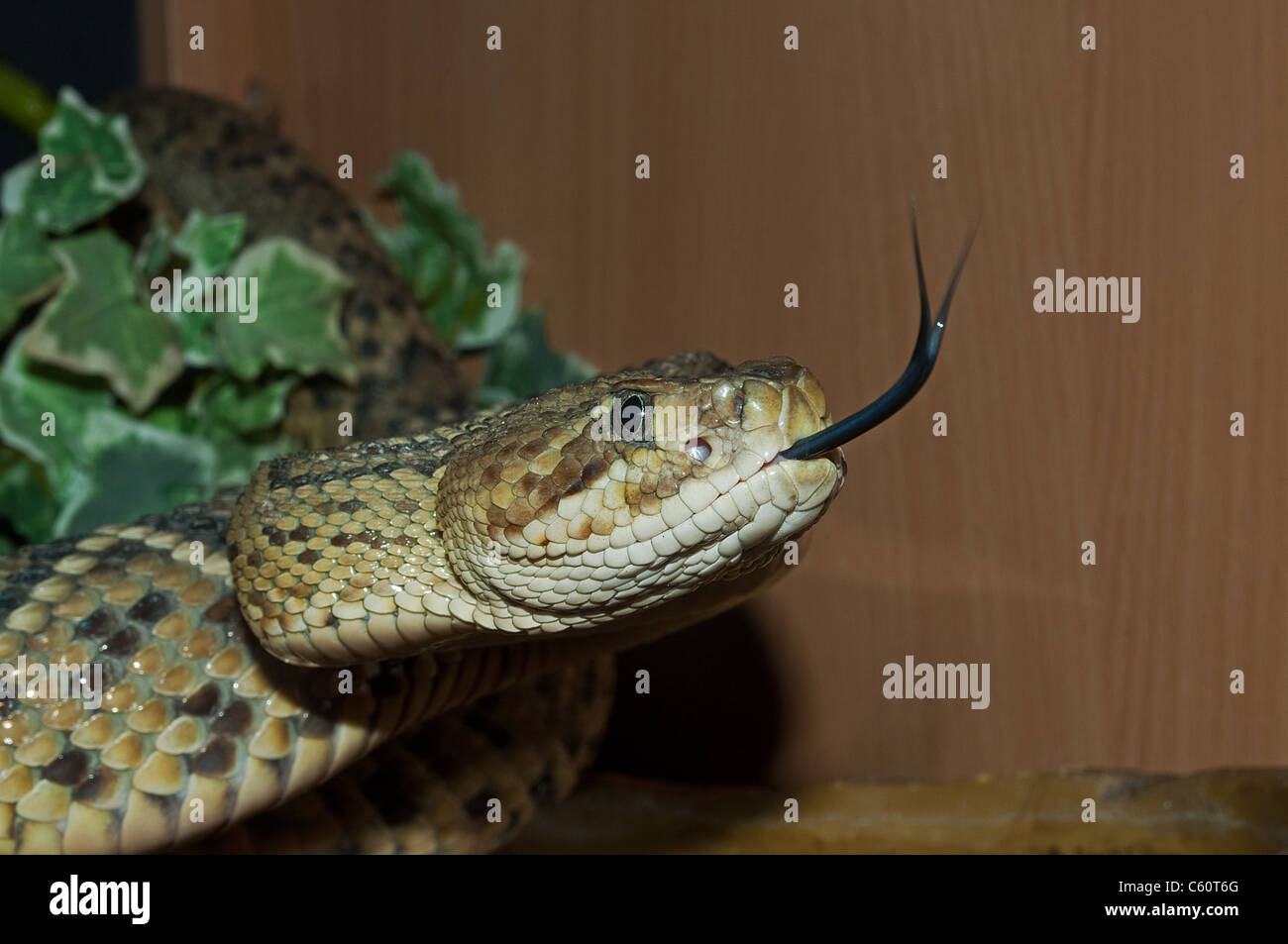 Green Prairie Rattlesnake