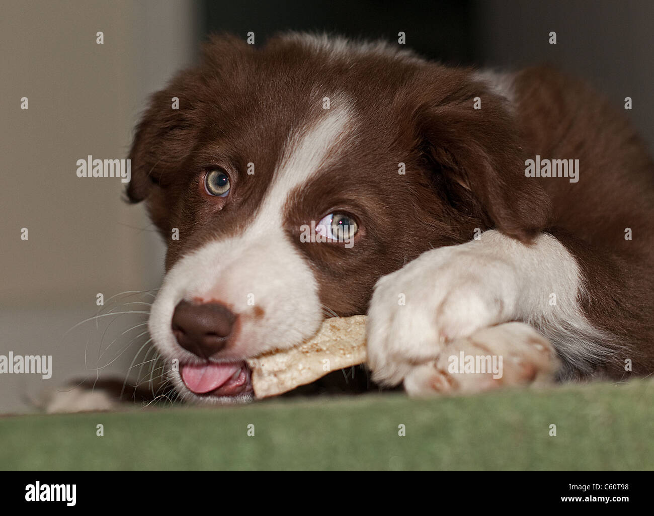 border collie puppy with toy Stock Photo - Alamy
