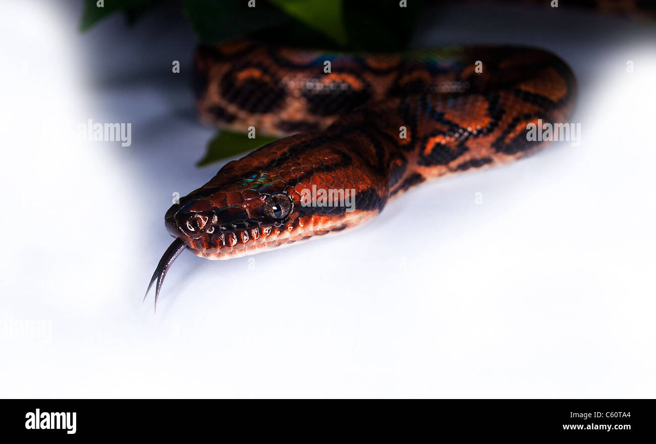 Reticulated python with beautiful coloring Stock Photo - Alamy
