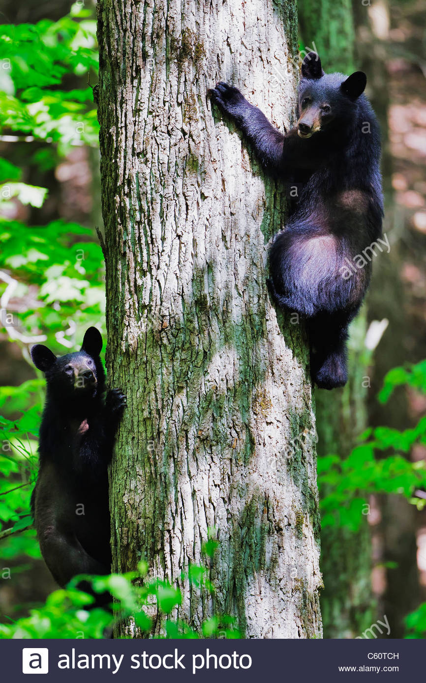 Black Bear In Tree Stock Photos & Black Bear In Tree Stock Images - Alamy