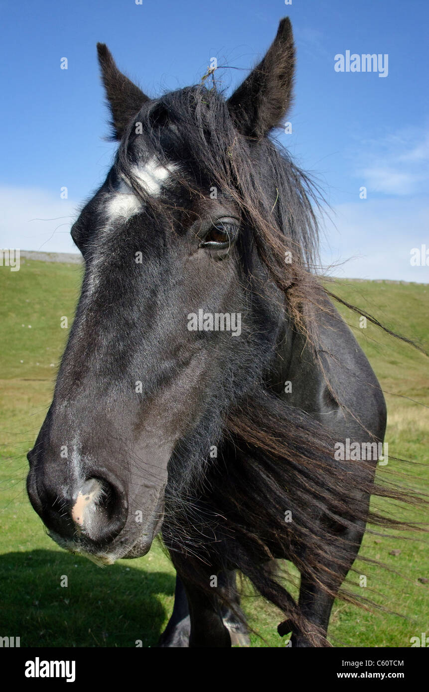 Fell pony hi-res stock photography and images - Alamy