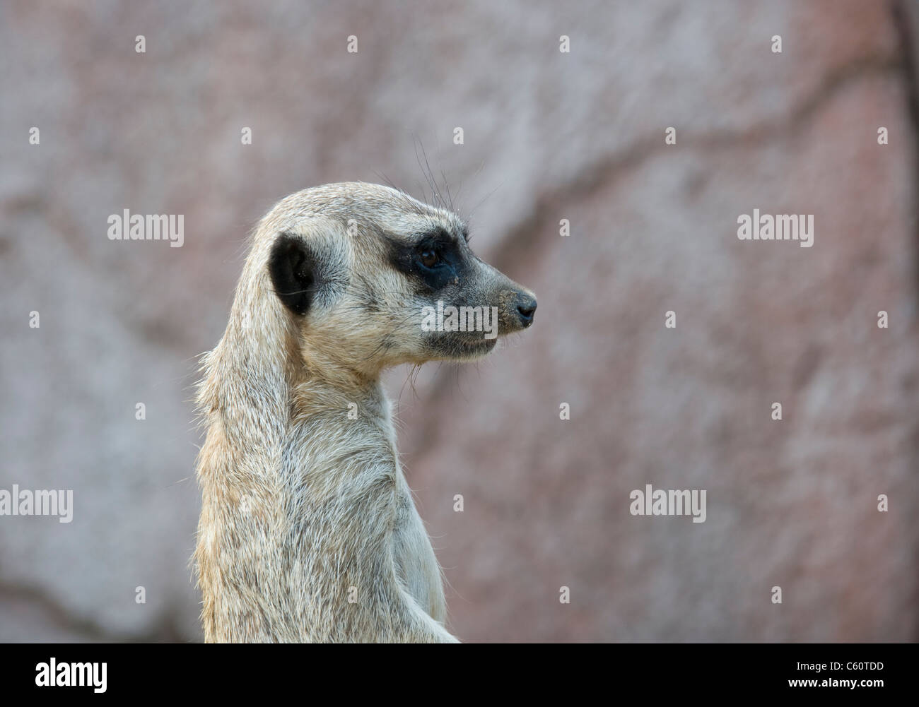 A Meerkat on the watch, standing guard Stock Photo - Alamy