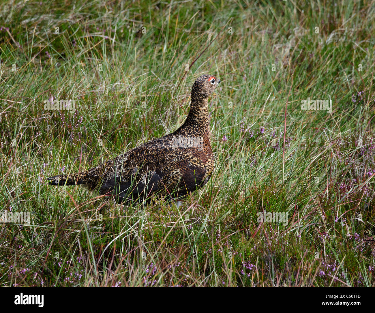 Grouse hi-res stock photography and images - Alamy