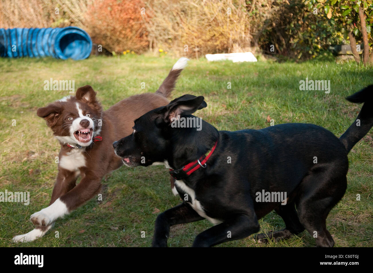 Dogs playing in garden Stock Photo - Alamy