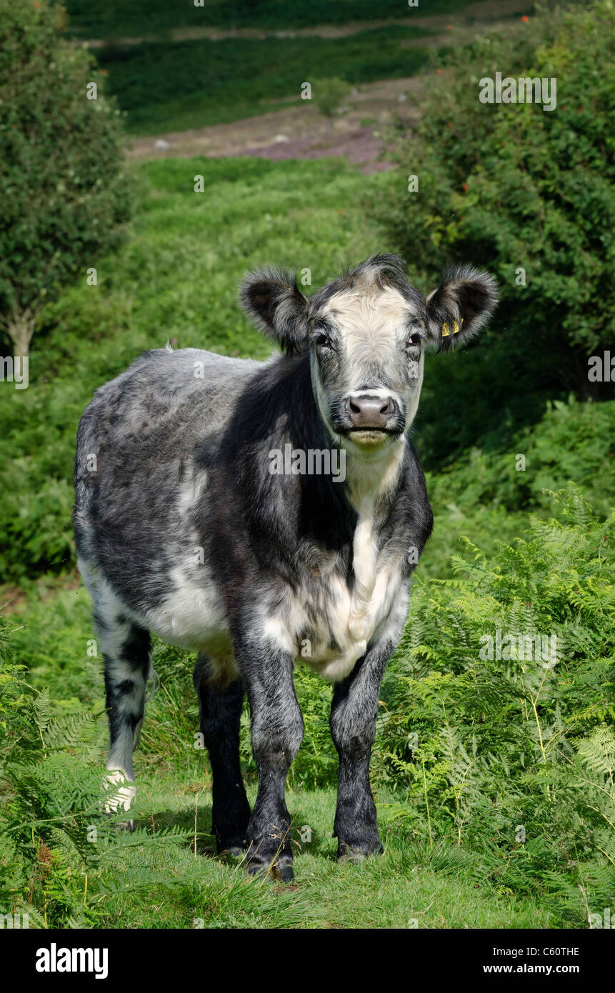 Blue grey cattle hi-res stock photography and images - Alamy