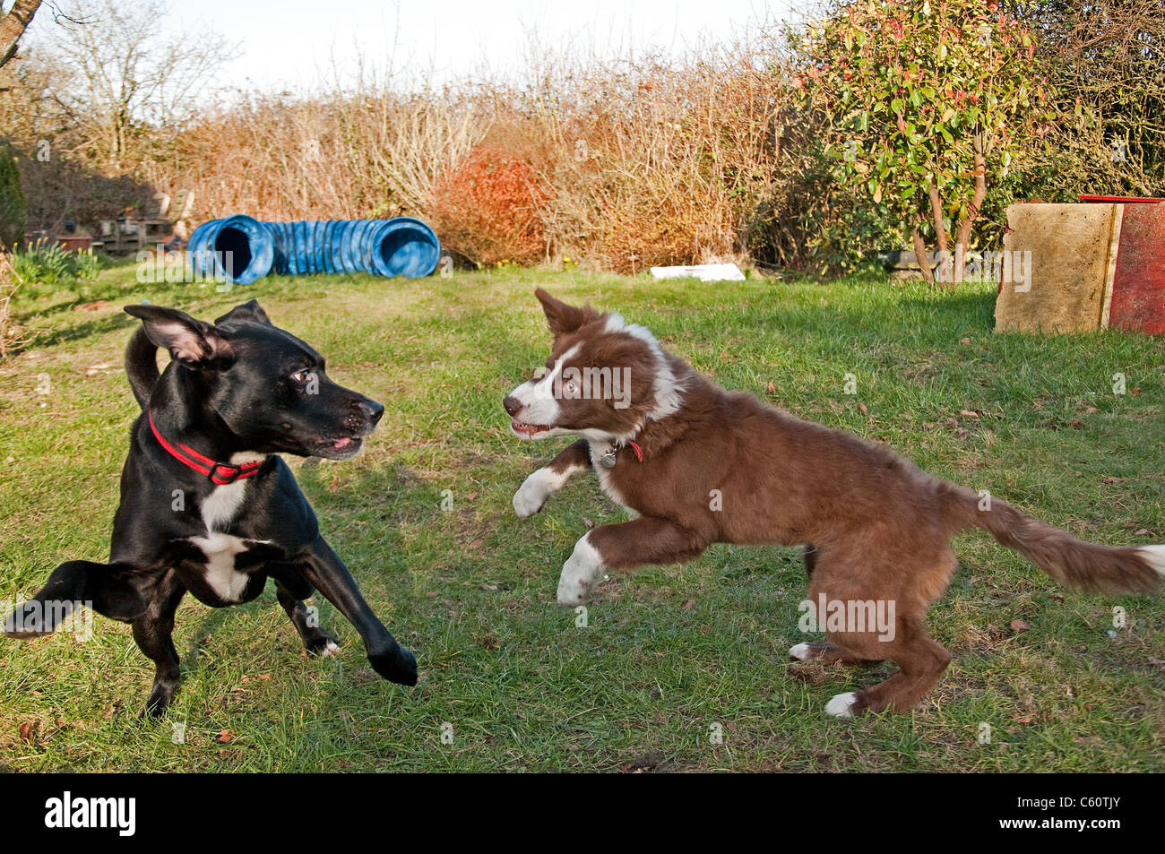 Dogs playing in garden Stock Photo - Alamy