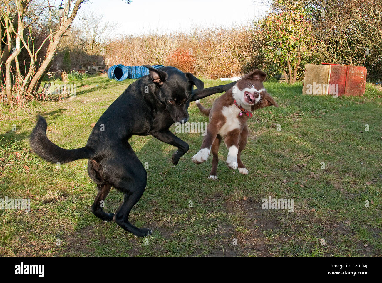 Dogs playing in garden Stock Photo - Alamy