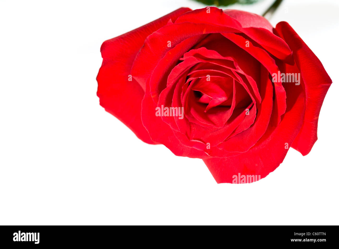 Nice open red rose blossom over white Stock Photo - Alamy