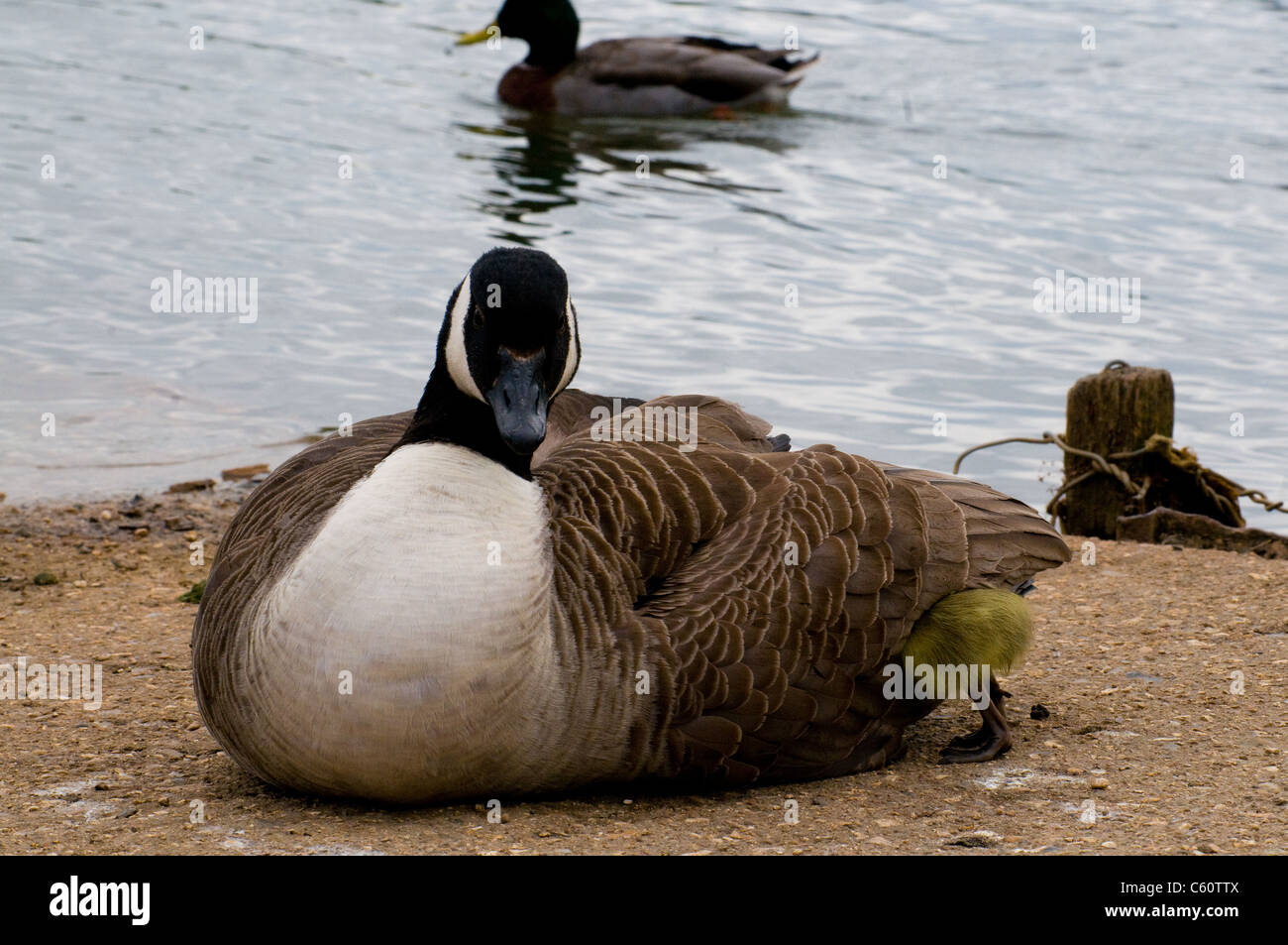 Mother and gosling hi-res stock photography and images - Alamy