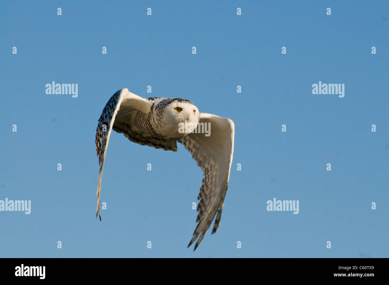 Barn owl in flight Stock Photo - Alamy