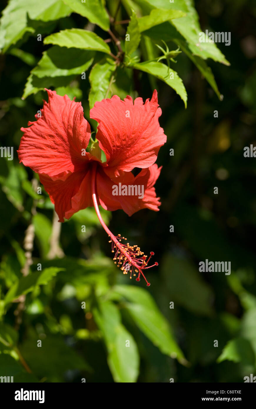 Red Hibiscus, Hibiscus rosa sinensis (rose of China Stock Photo - Alamy