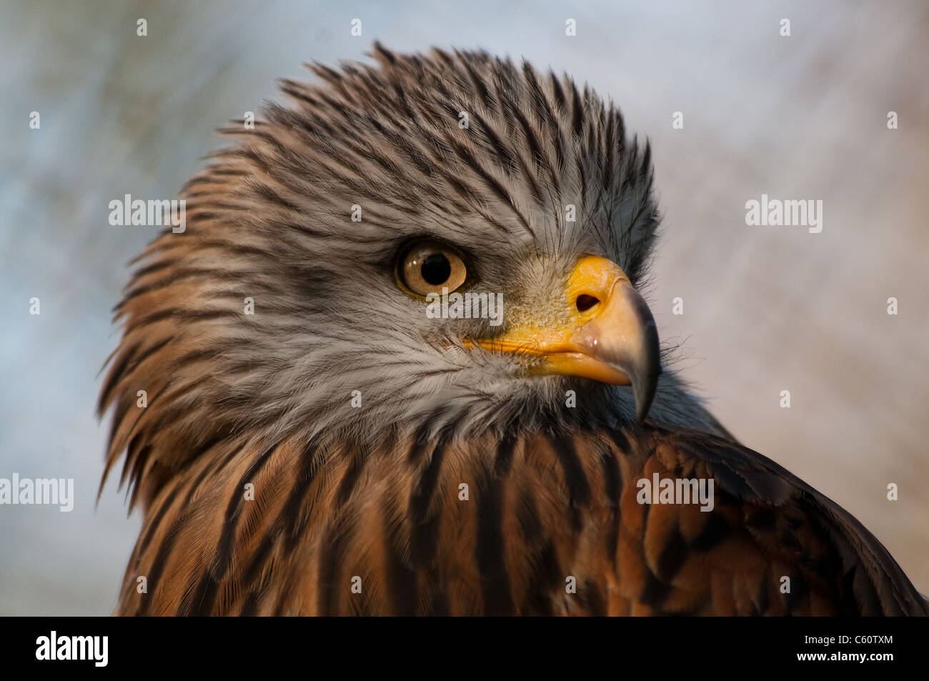 Red Kite portrait Stock Photo - Alamy