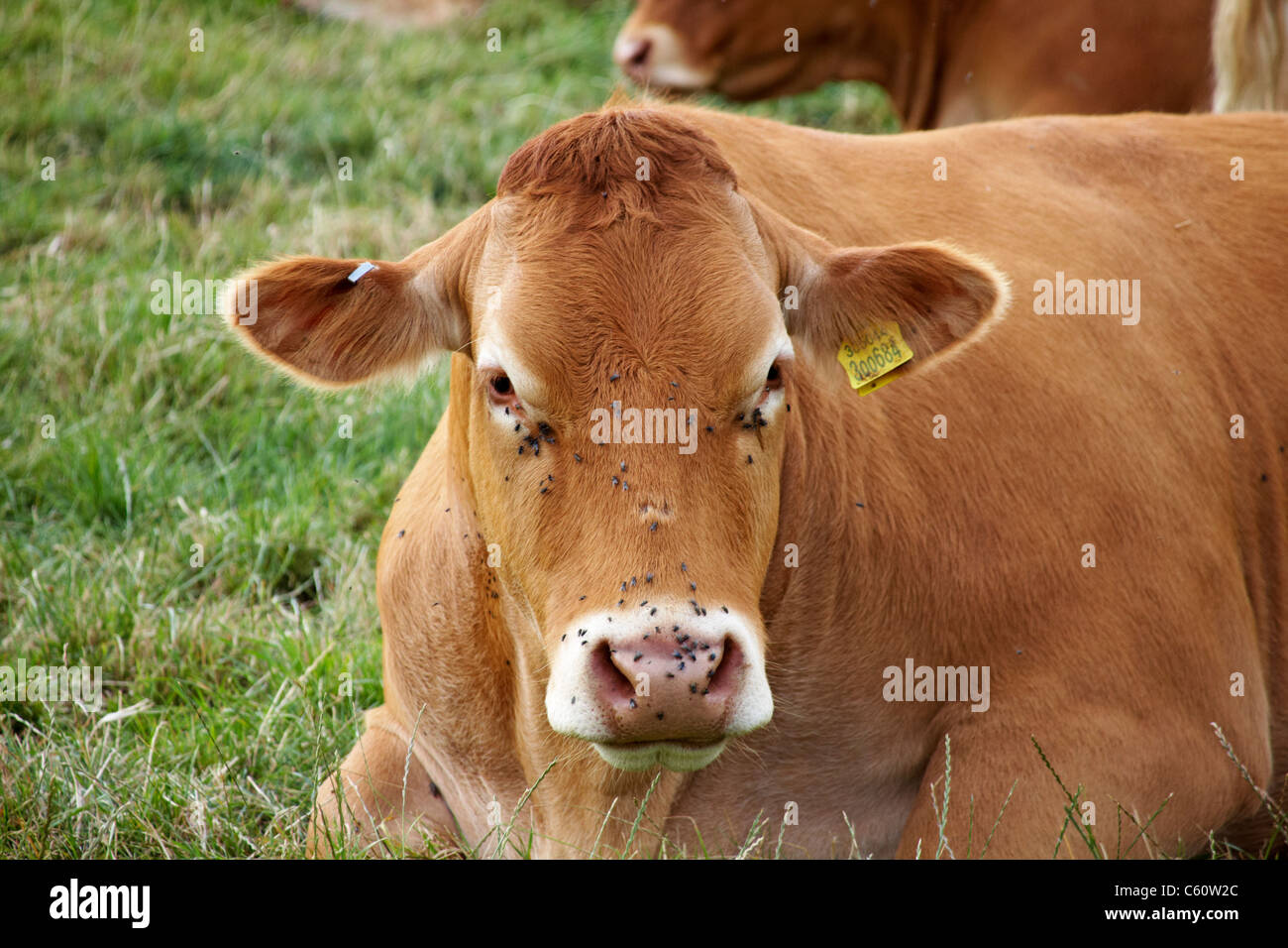 Pestered by flies hi-res stock photography and images - Alamy
