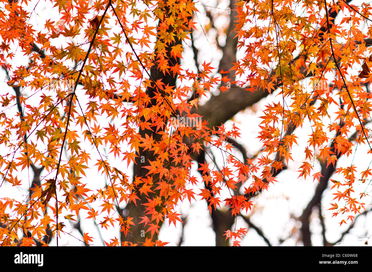 Autumn red leaves on branches of a tree Stock Photo - Alamy
