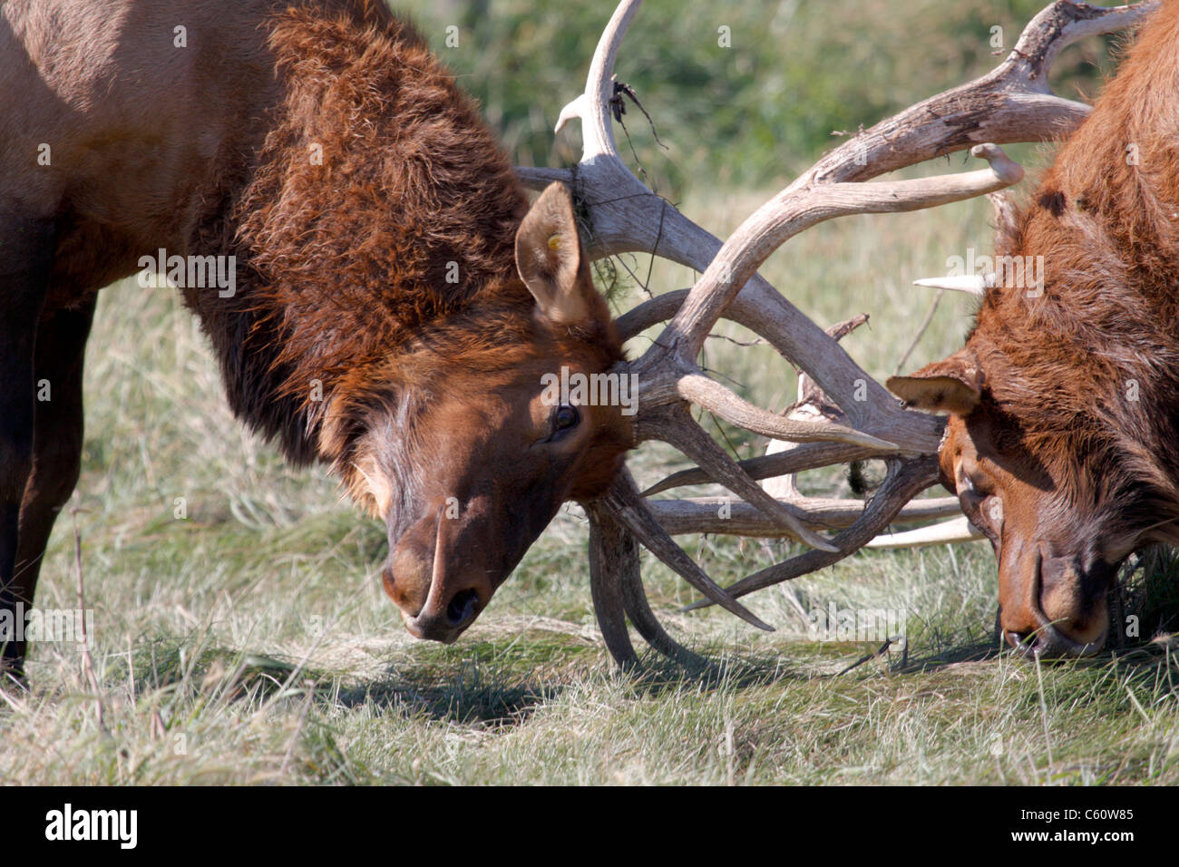 Two male elk, with antlers interlocked Stock Photo - Alamy