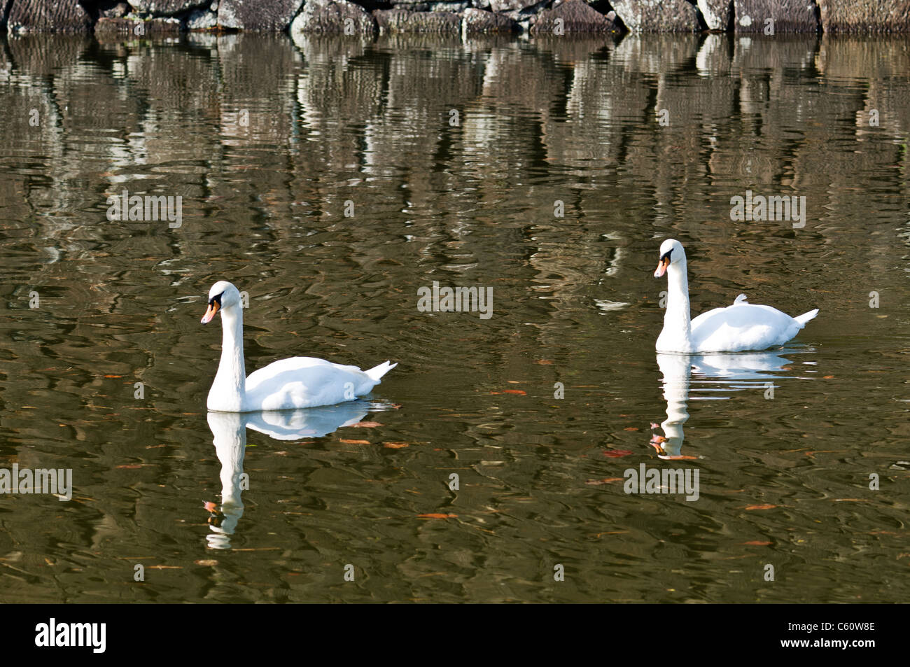 Two swan floating on a pond in the sun Stock Photo - Alamy