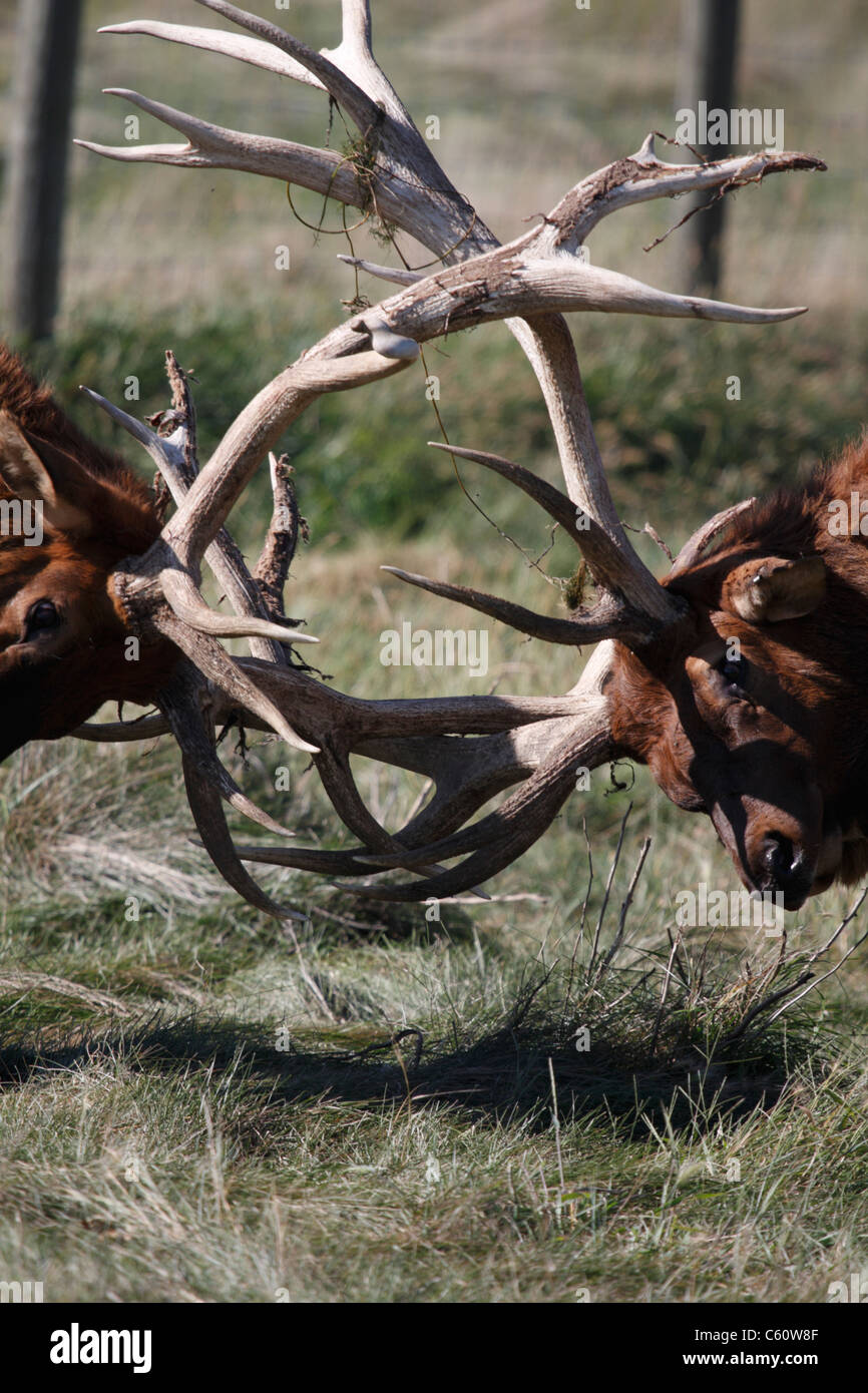 Antlers locked hi-res stock photography and images - Alamy