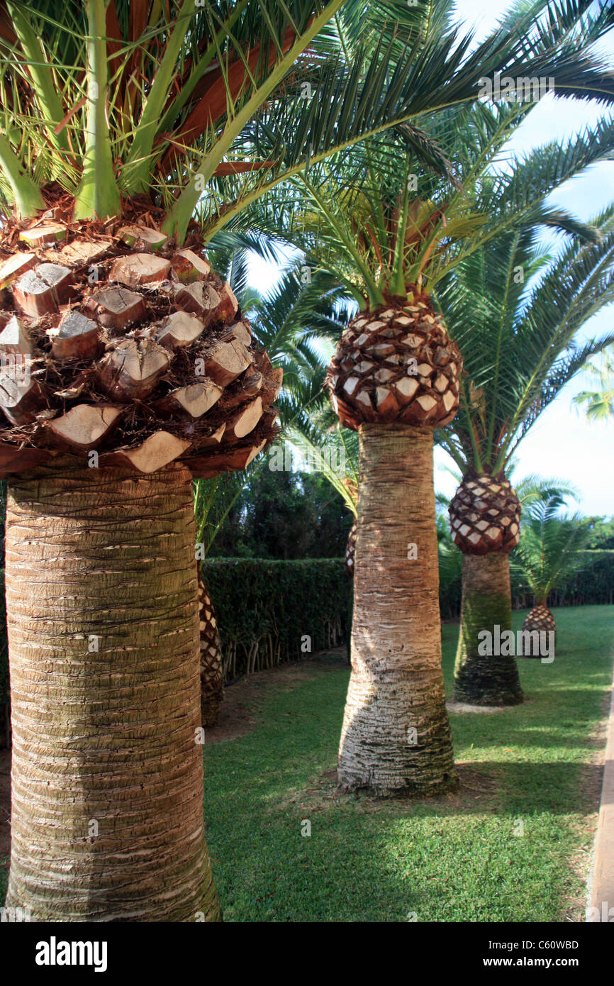 A selection of palm trees in Menorca Stock Photo - Alamy