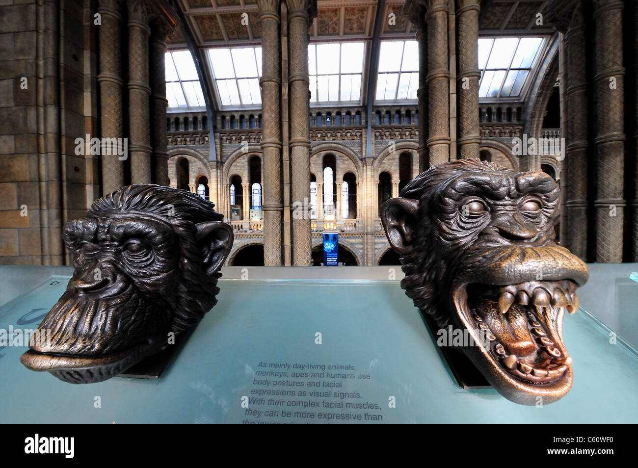 A sculpted exhibit of monkey and apes at the Natural History Museum ...