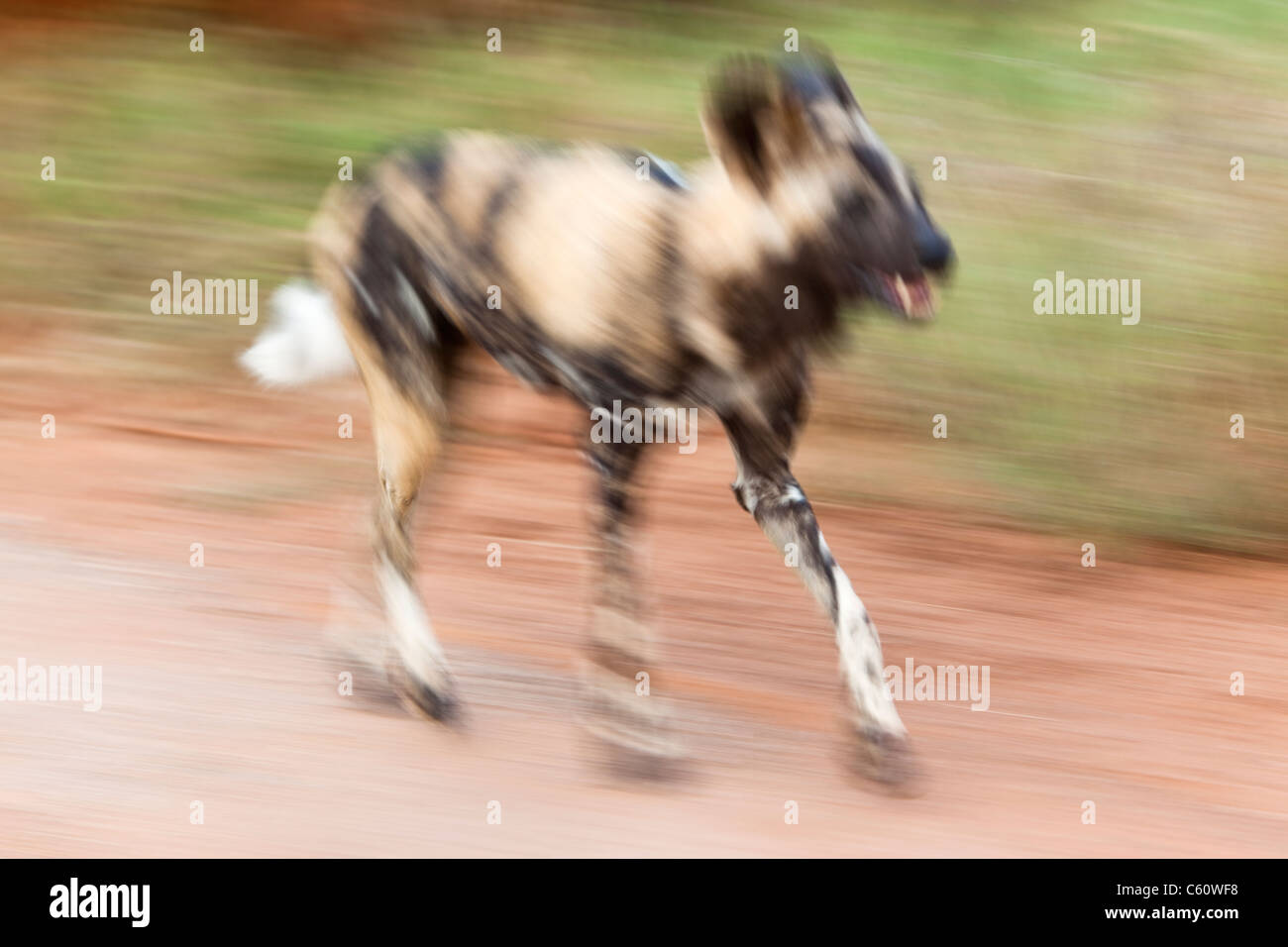 African wild dog, Lycaon pictus, hunting, Kruger National Park, South ...