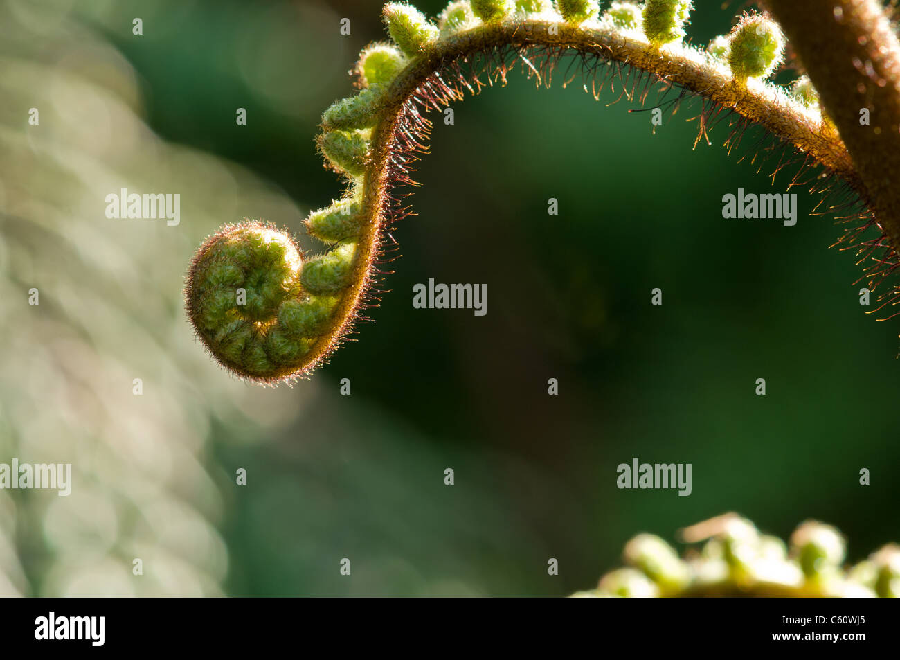 Fern spiral sun hi-res stock photography and images - Alamy