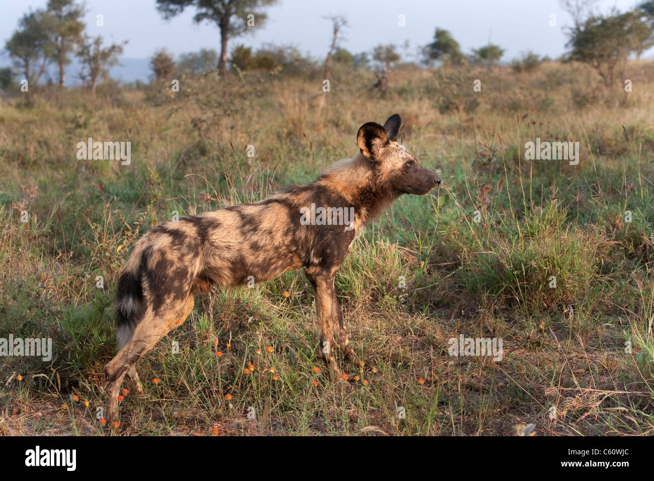 African wild dog, Lycaon pictus, Kruger National Park, South Africa ...