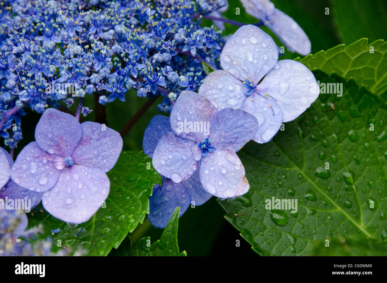 Massachusetts, Martha's Vineyard, Oak Bluffs. Blue hydrangeas wet with ...