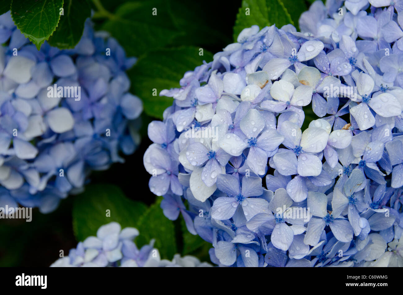 Massachusetts, Martha's Vineyard, Oak Bluffs. Blue hydrangeas wet with ...