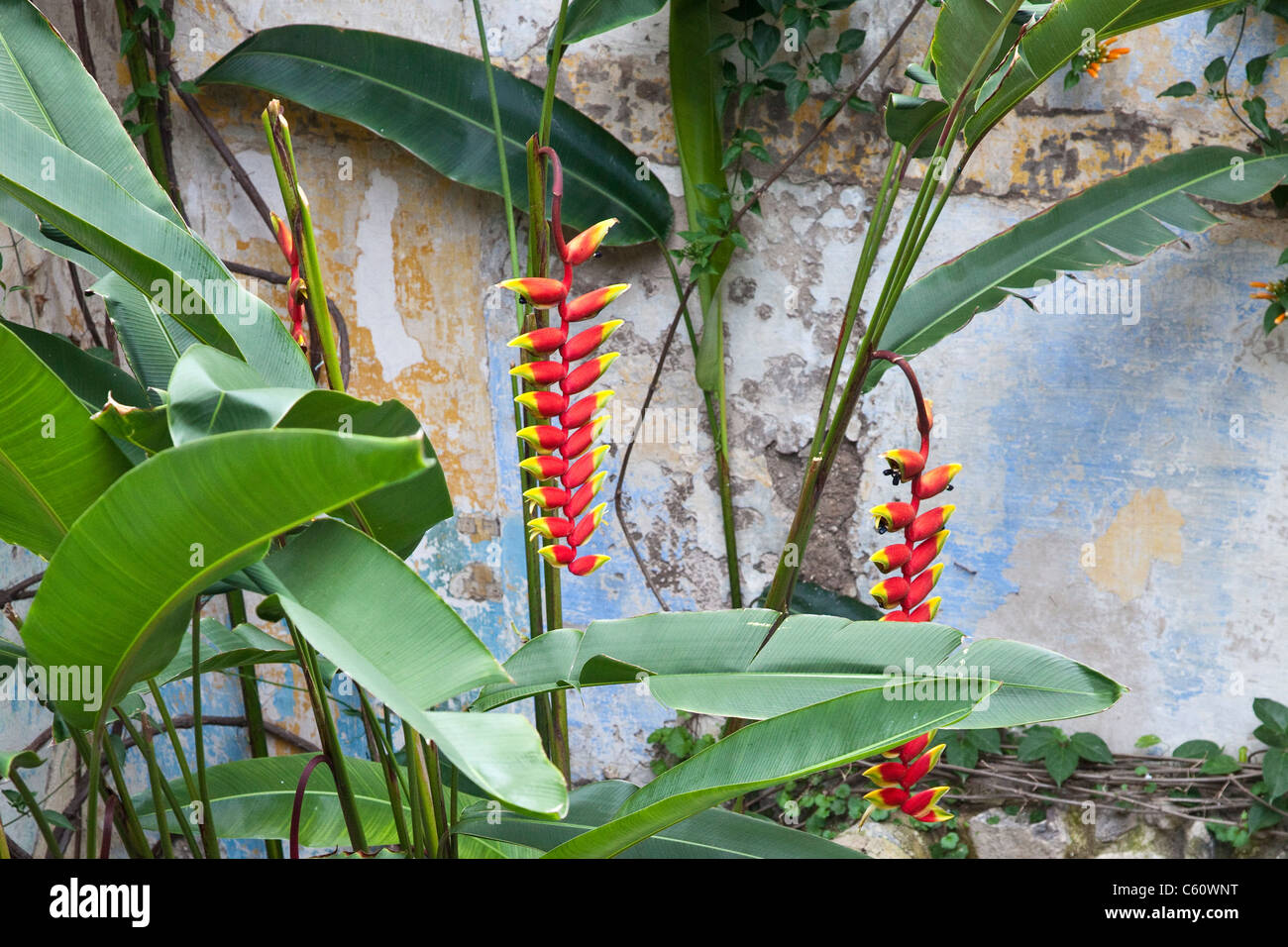 Heliconia pendula, Antigua, Guatemala Stock Photo - Alamy