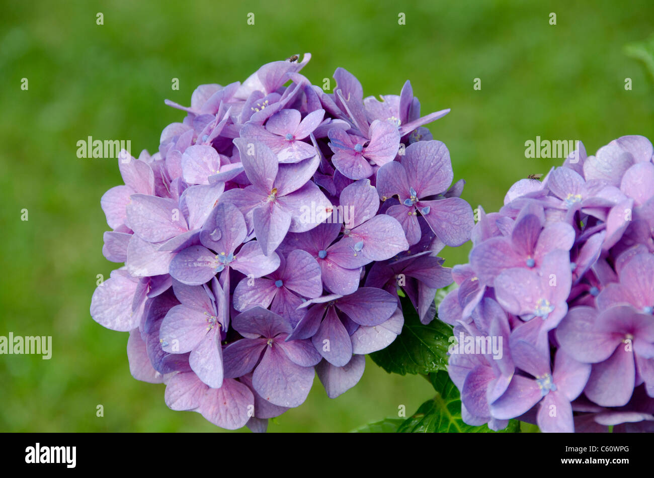 Massachusetts, Martha's Vineyard, Oak Bluffs. Blue hydrangeas wet with ...