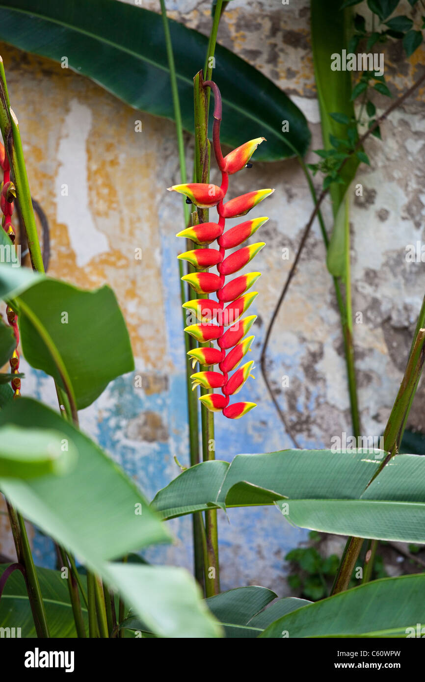 Heliconia pendula, Antigua, Guatemala Stock Photo - Alamy
