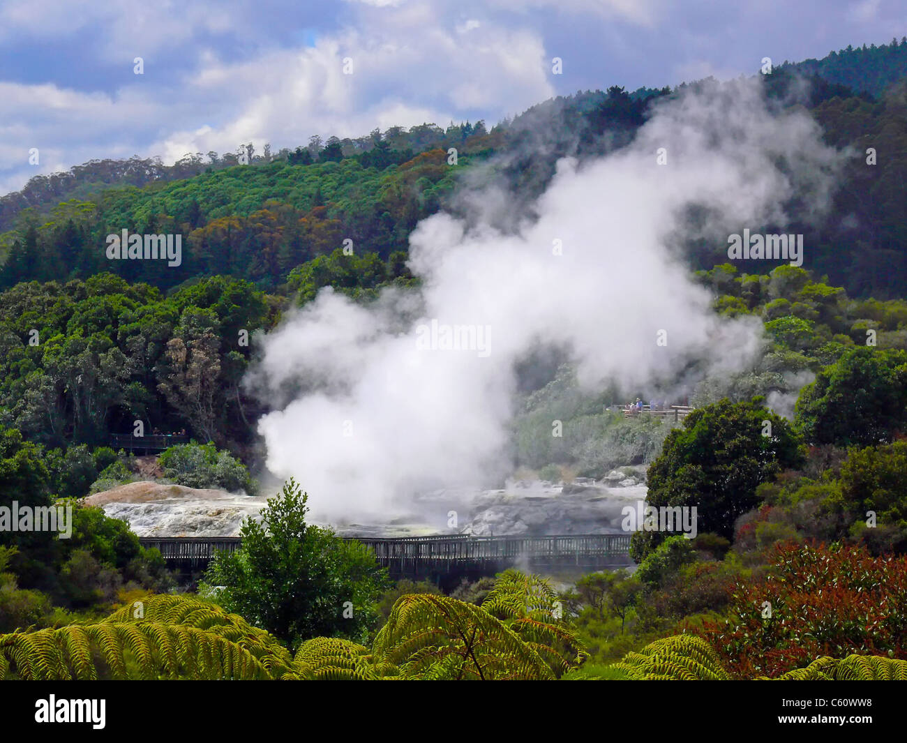 Geyser erupting, Rotorua, New Zealand Stock Photo - Alamy