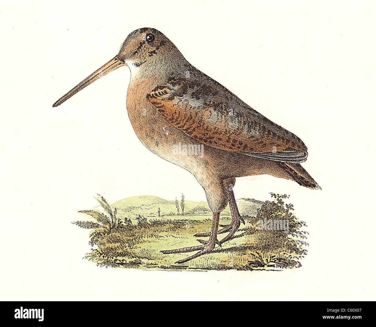 The American Woodcock (Rusticola minor, Scolopax minor) vintage bird ...