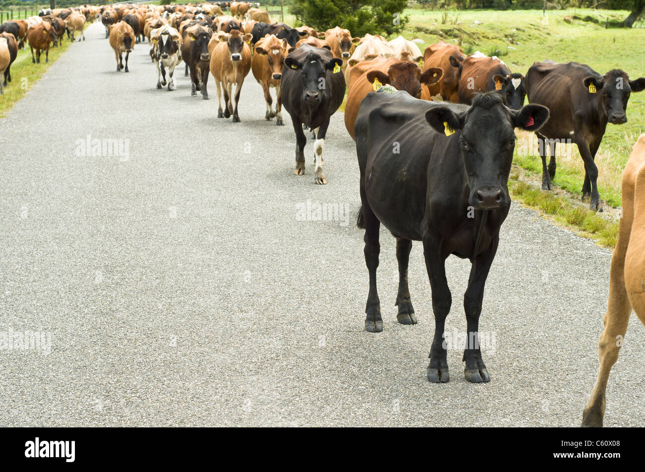 Cattle drive hi-res stock photography and images - Alamy