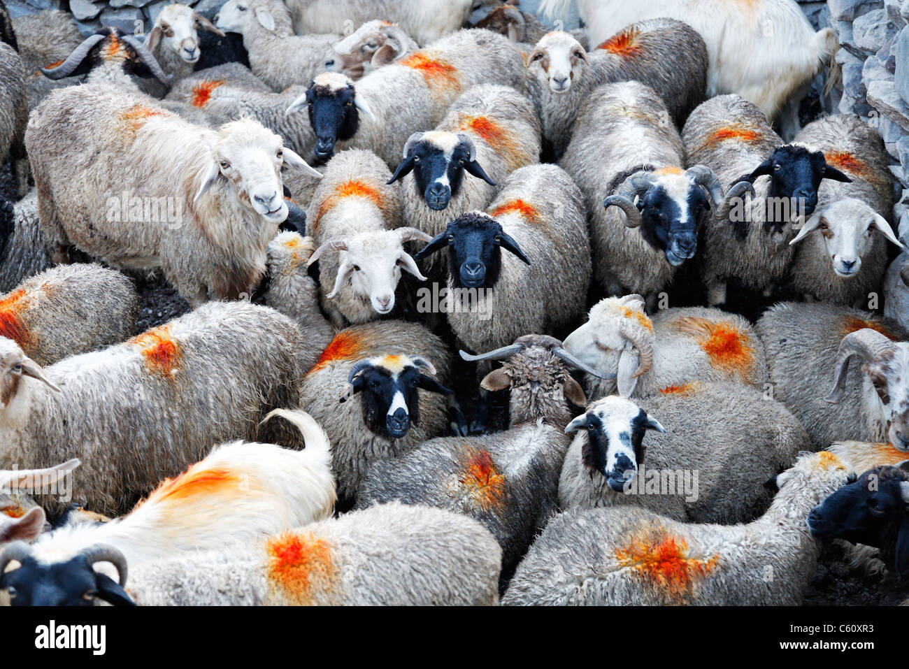 Rumbak village in ladakh hi-res stock photography and images - Alamy