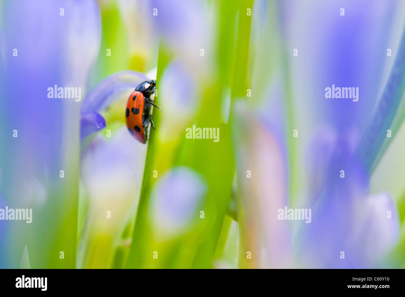 Close up shoot of a ladybug in a summer flower Stock Photo - Alamy