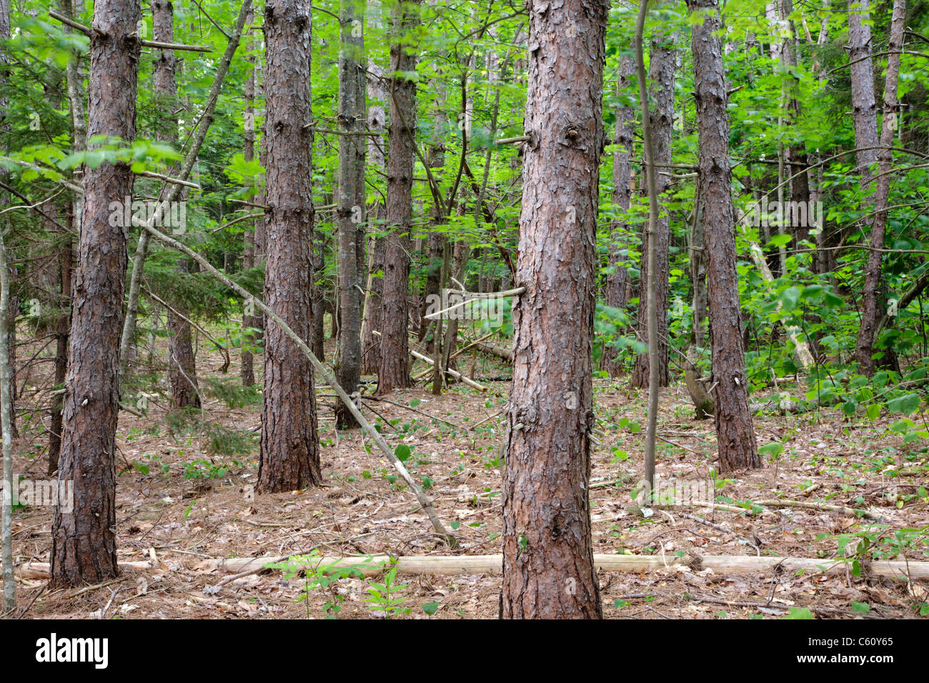 A young Red Pine Forest ( Pinus resinosa ) during the summer months in ...