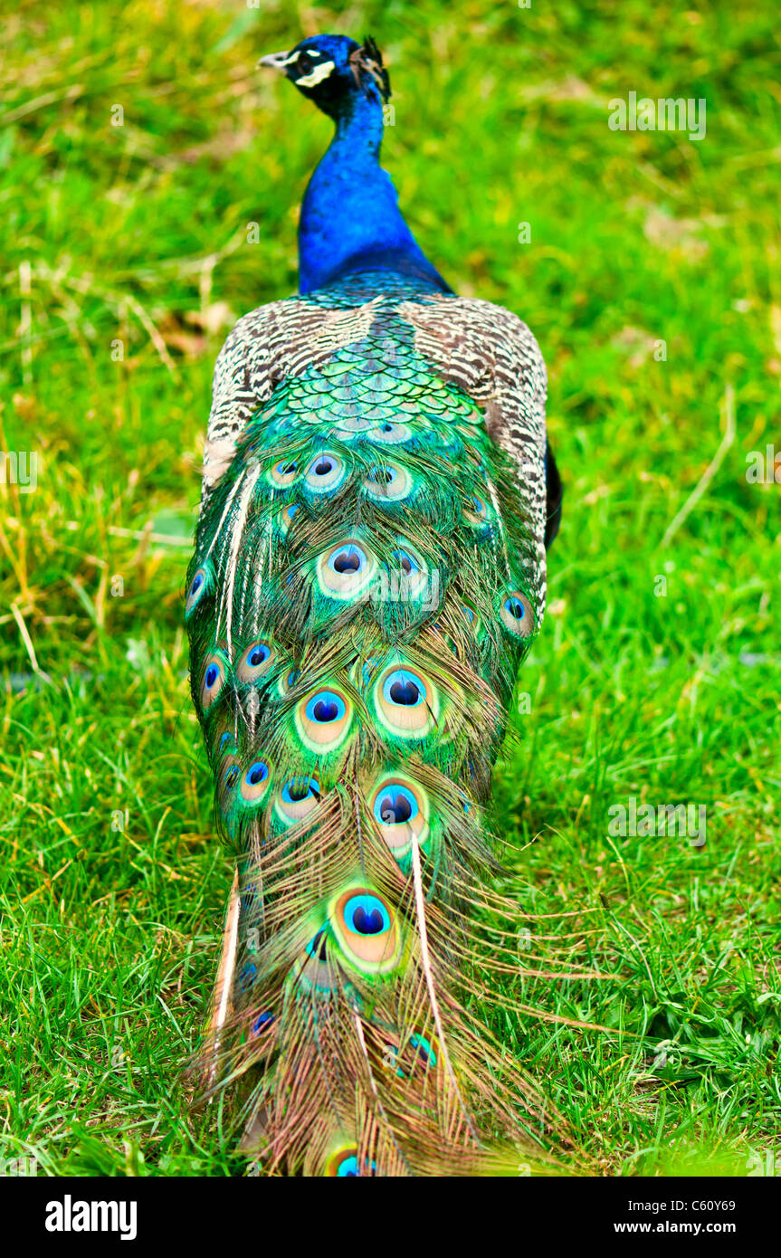 Beautiful and pride peacock on a lawn, view on his back Stock Photo - Alamy