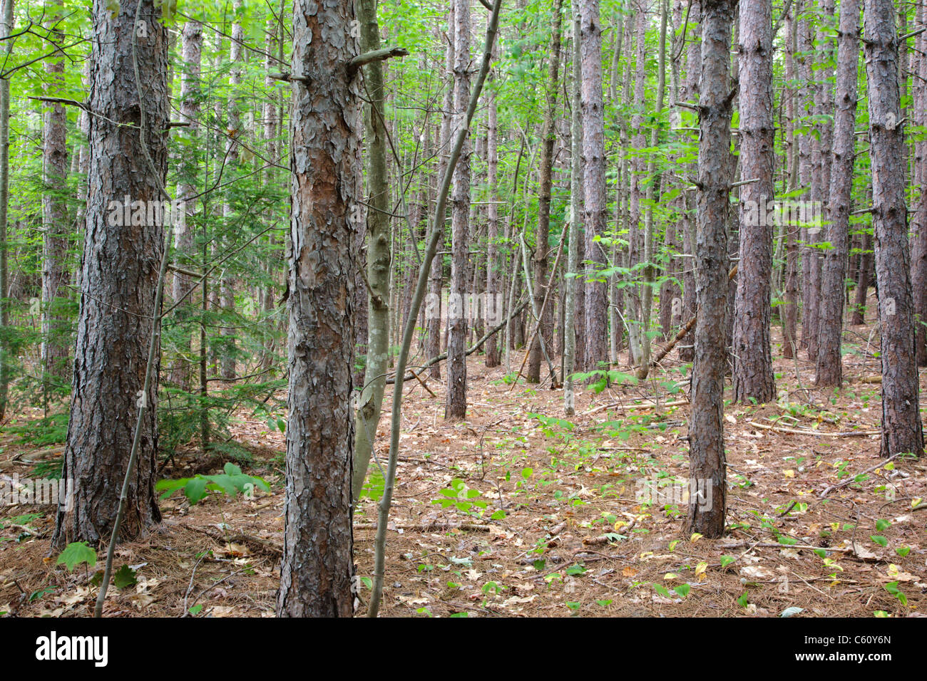 A young Red Pine Forest ( Pinus resinosa ) during the summer months in ...